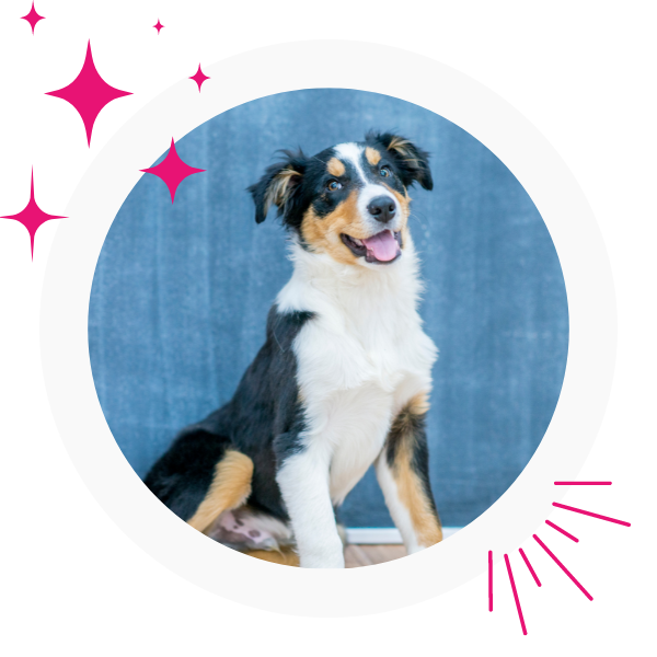 Pet Preventive Care In Salina, KS | Salina Veterinary Pet Preventive Care In Salina, KS | Salina Veterinary